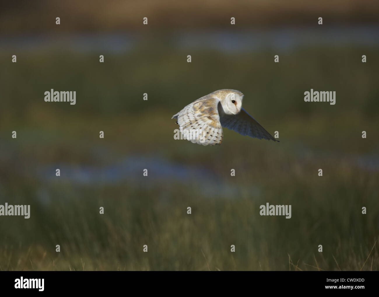 Barn Owl in flight Stock Photo - Alamy