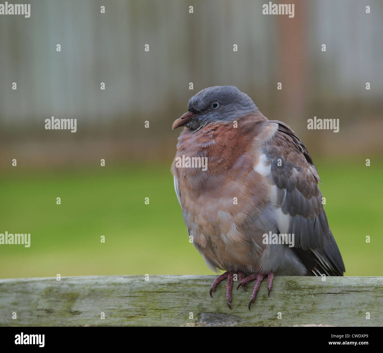 tired racing pigeon resting Stock Photo - Alamy