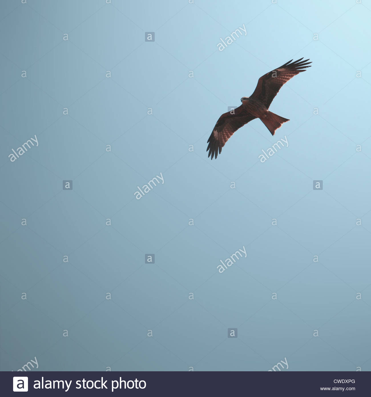 Goshawk Flying Stock Photos & Goshawk Flying Stock Images - Alamy
