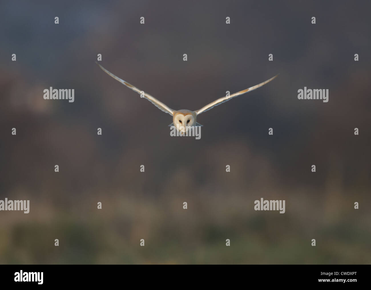 Barn Owl in flight Stock Photo - Alamy