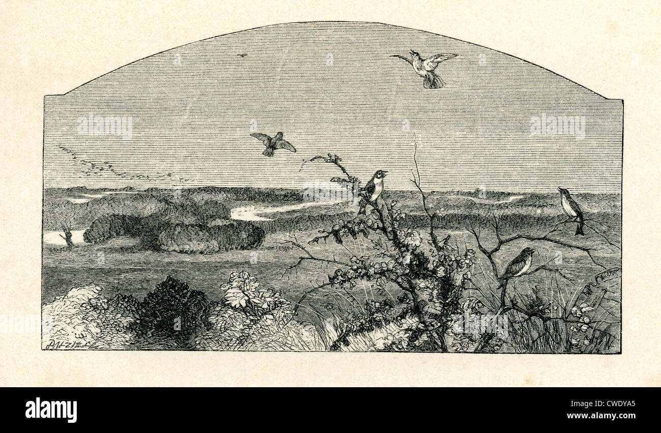 The Only One by Harrison Weir, The Air Stock Photo - Alamy