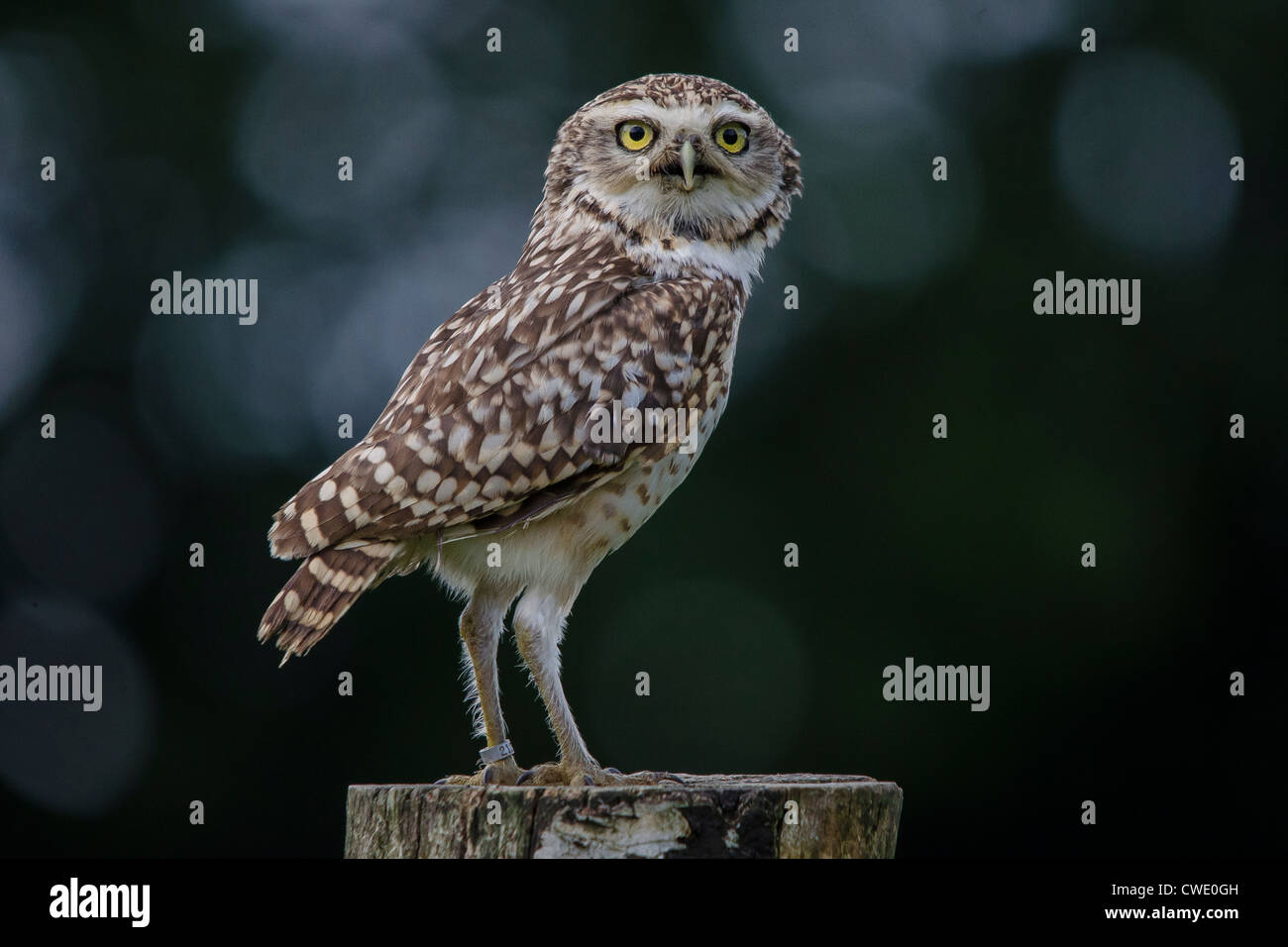 Facing owl hi-res stock photography and images - Alamy