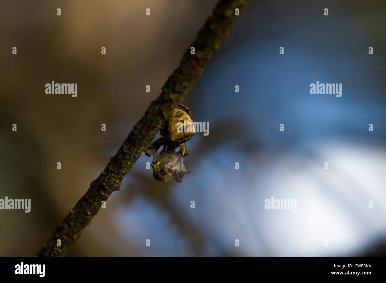 Hyptiotes paradoxus - the Triangle spider with its wrapped-up prey. One ...