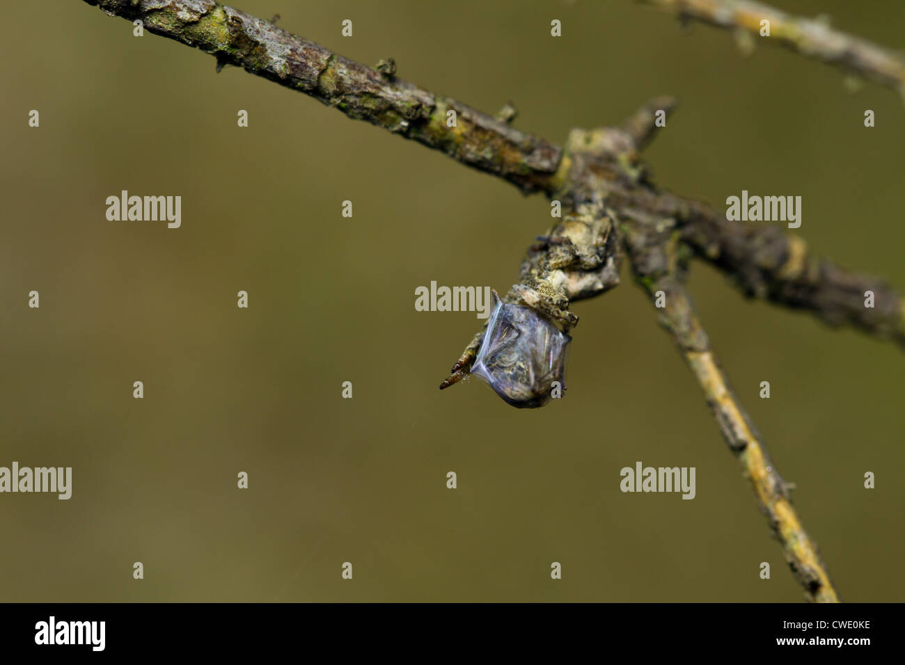 Uloboridae spider hi-res stock photography and images - Alamy