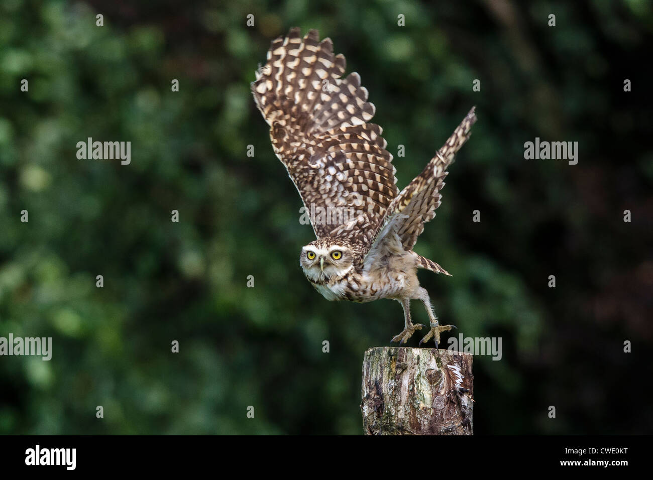 Burrowing Owl jumping from a post into flight Stock Photo - Alamy