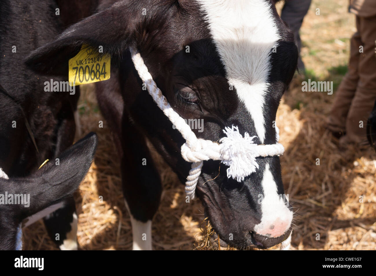 Egton Village agricultural show, near Whitby, North Yorkshire Stock ...