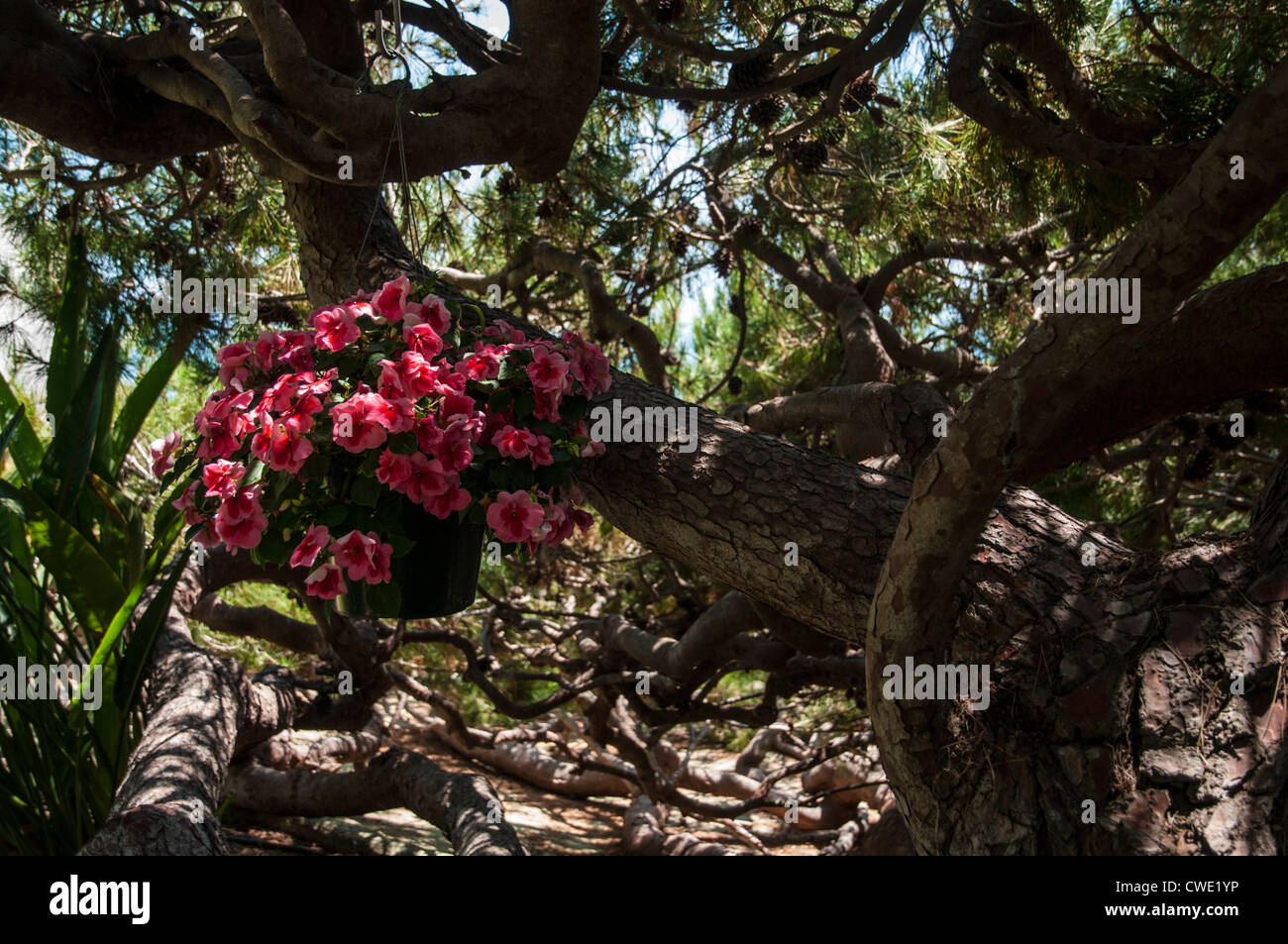 Self realization gardens hi-res stock photography and images - Alamy