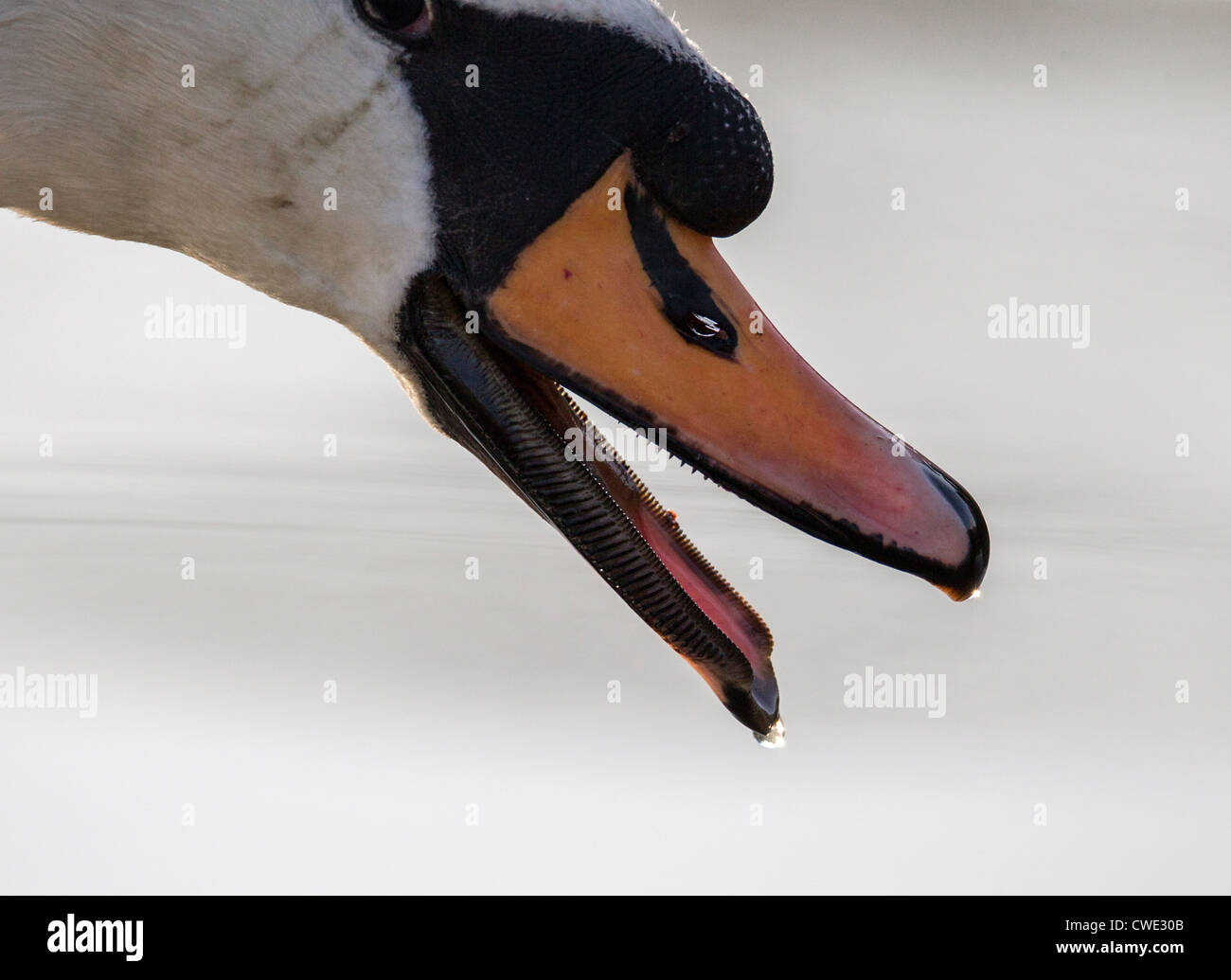 Beak open showing teeth hi-res stock photography and images - Alamy