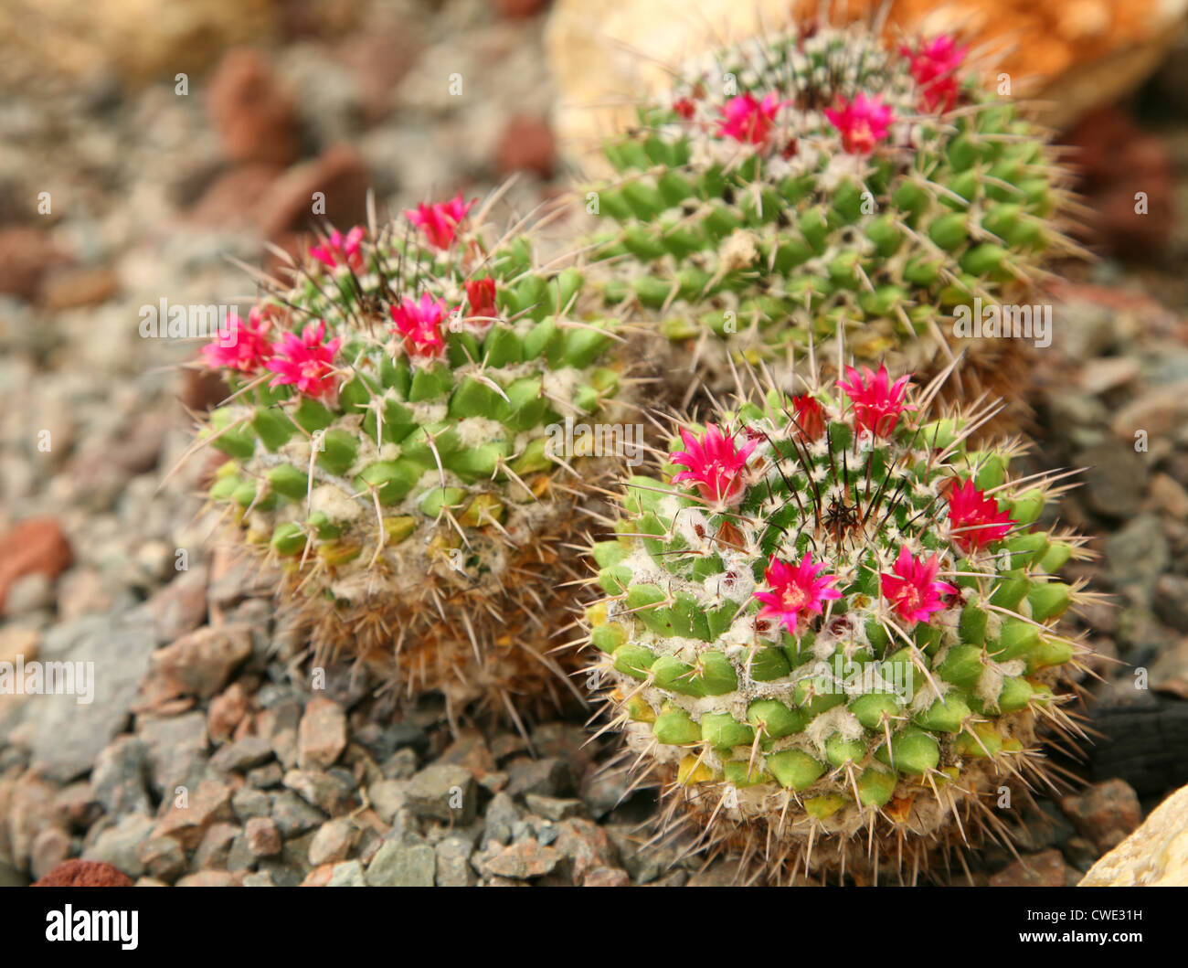 A group of small flowering cacti Stock Photo - Alamy