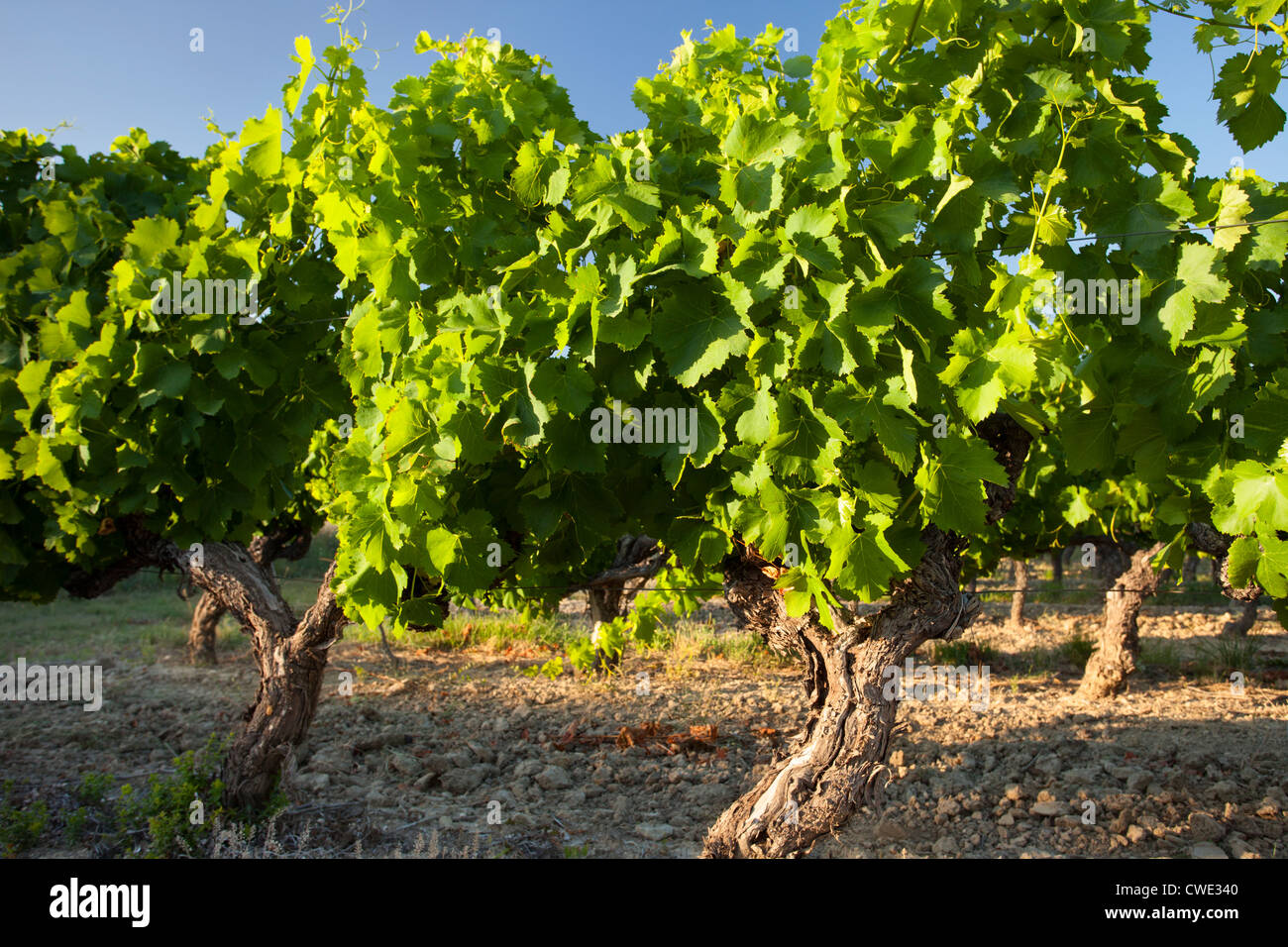 Mature grapevines hi-res stock photography and images - Alamy