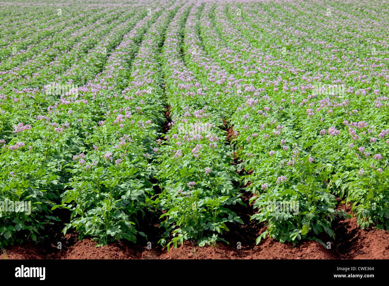 Potato field in rural Prince Edward Island, Canada Stock Photo - Alamy