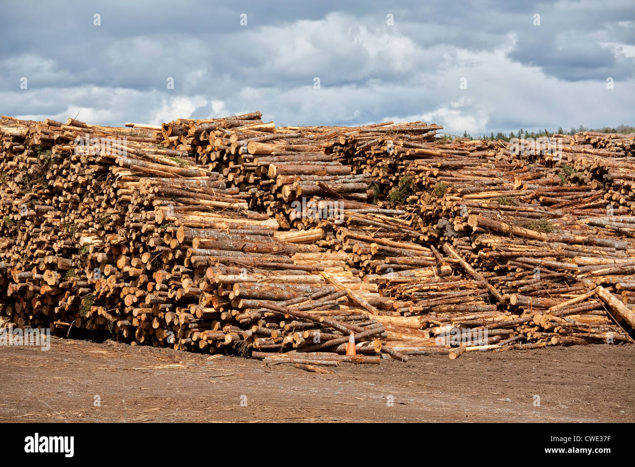 Pulp wood hi-res stock photography and images - Alamy