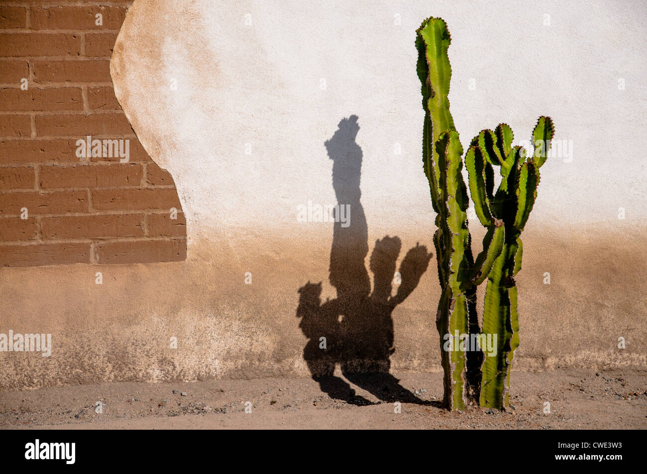 Cactus and shadow Stock Photo - Alamy