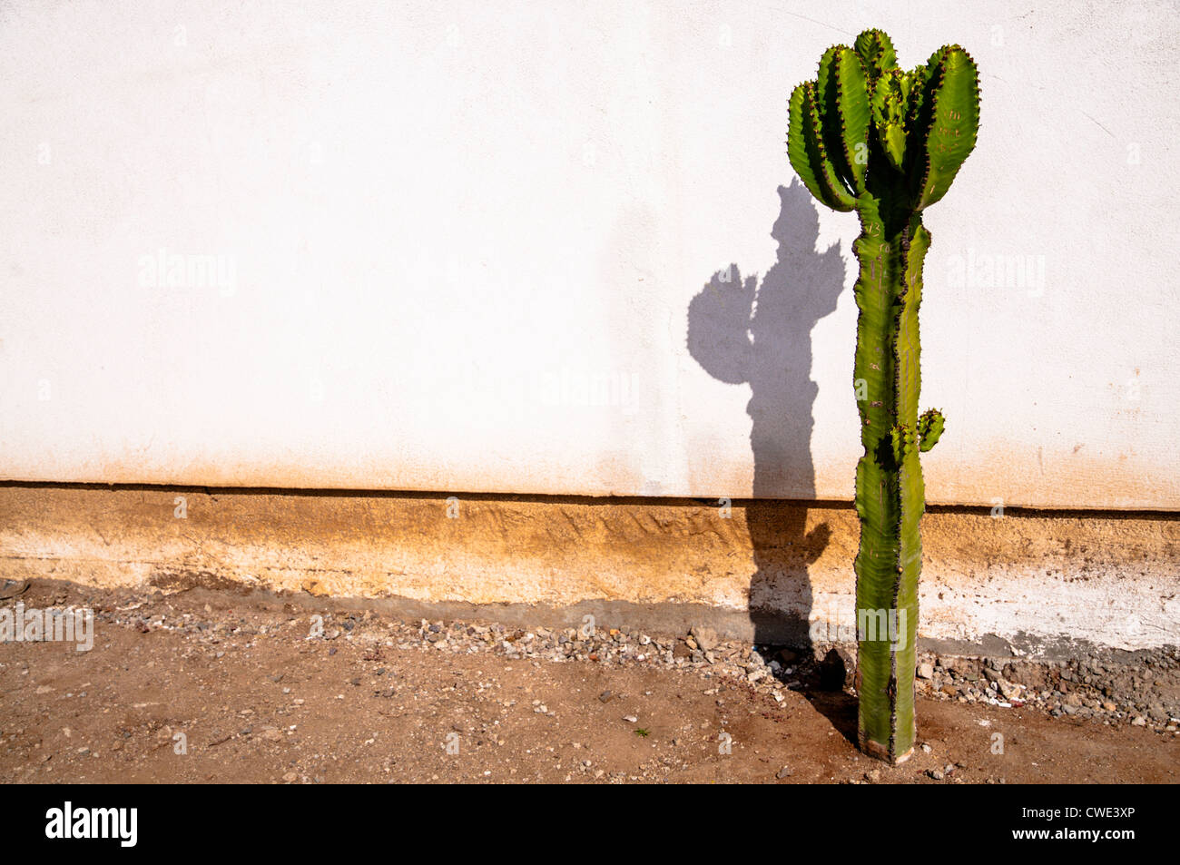 Cactus and shadow Stock Photo - Alamy