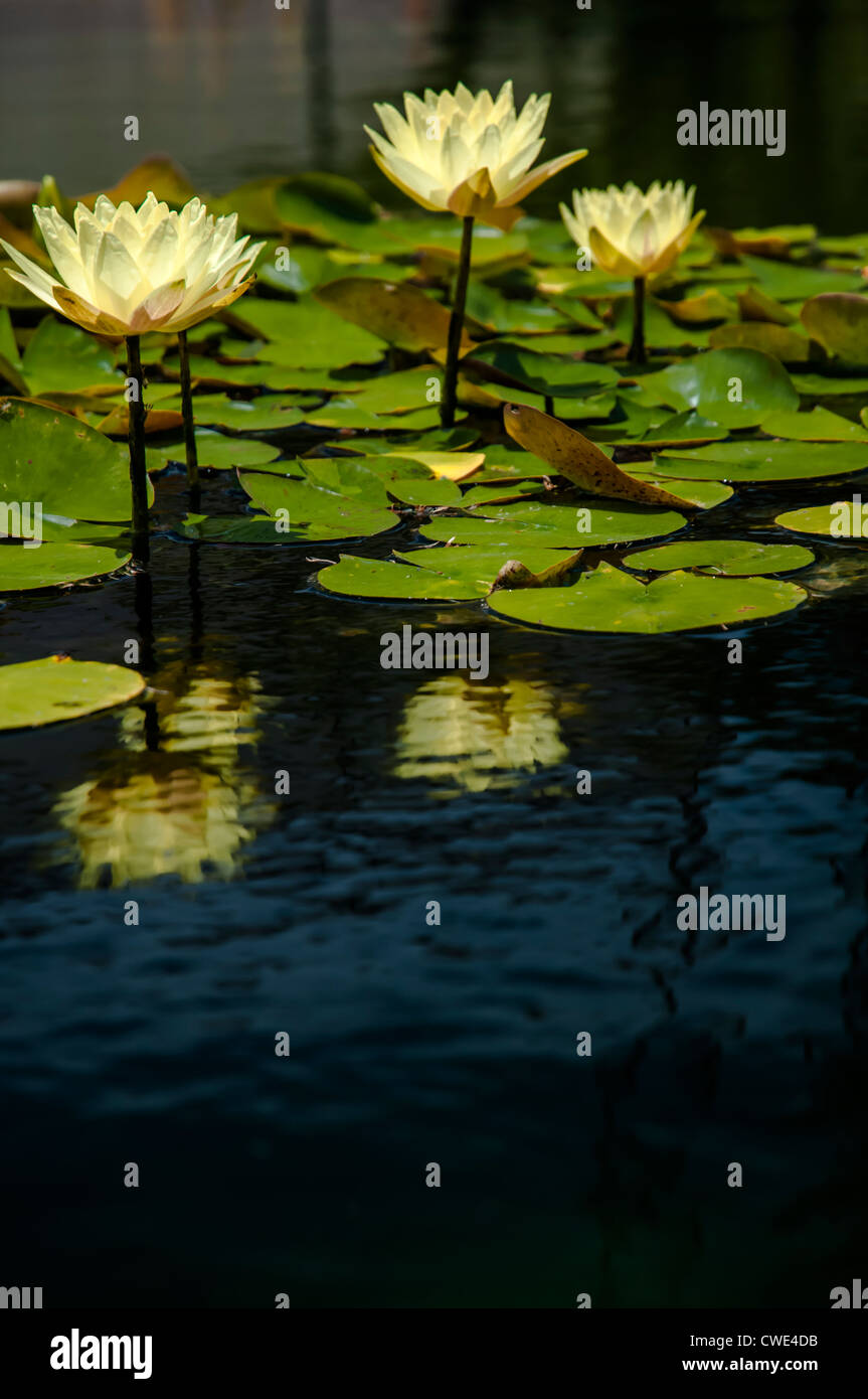 Pale yellow lily hi-res stock photography and images - Alamy