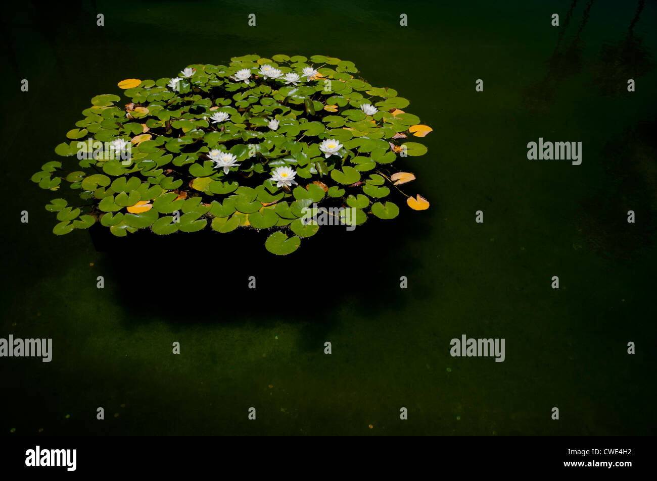 Lily pad park hi-res stock photography and images - Alamy