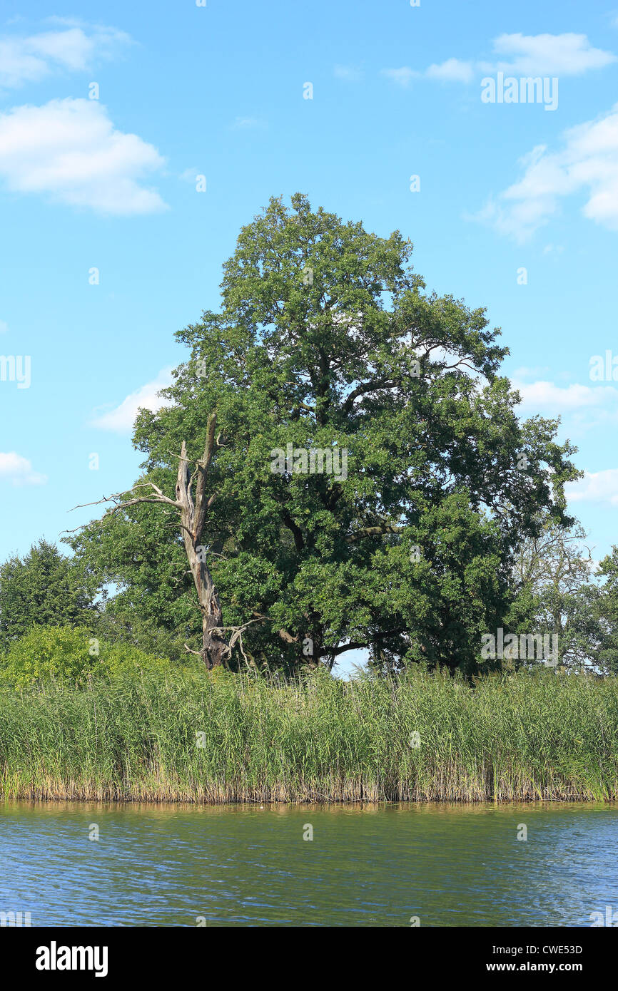 Floodplain vegetation hi-res stock photography and images - Alamy