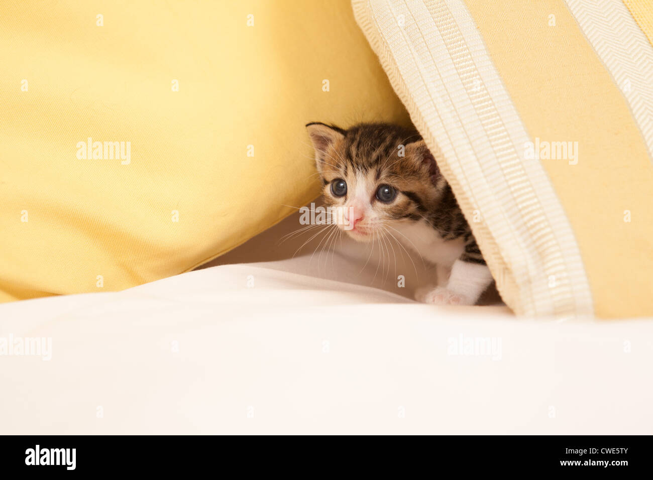 Cat Showing Inquisitive Stock Photo - Alamy