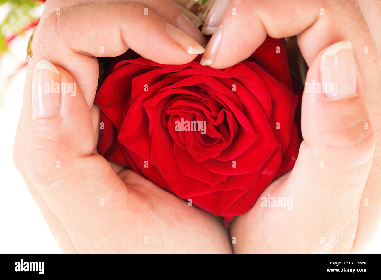 Woman hands heart with red rose petals Woman hands heart with red rose ...
