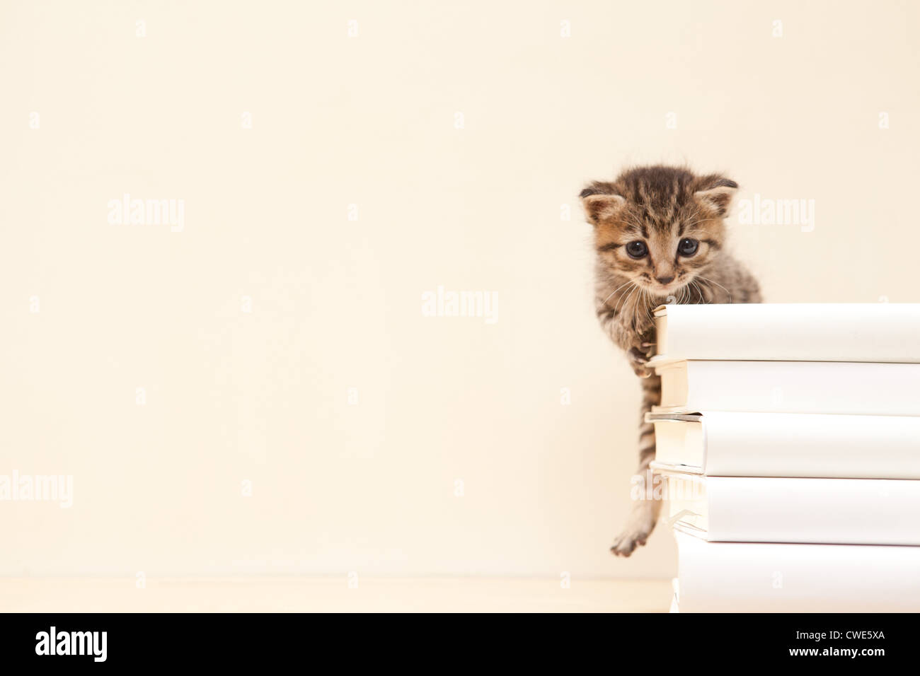 Domestic Cat Behind Stack Of Books Stock Photo - Alamy