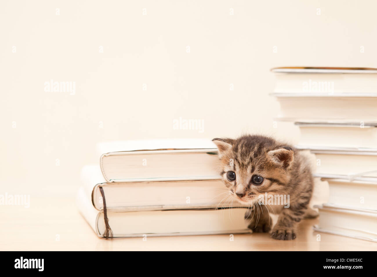 Cat And Books Stock Photo - Alamy