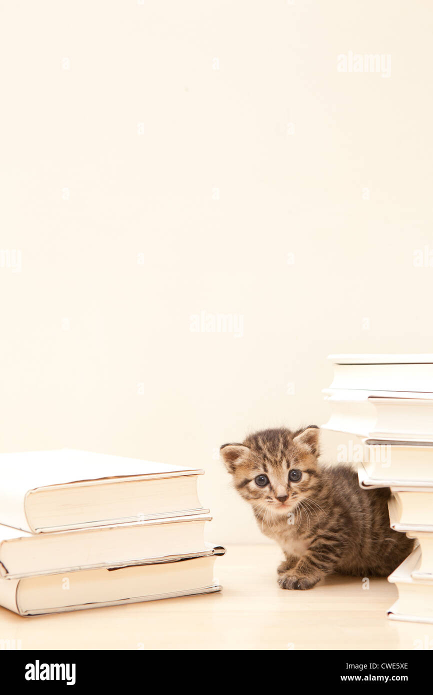 Domestic Cat Staring Through Stack Of Books Stock Photo - Alamy