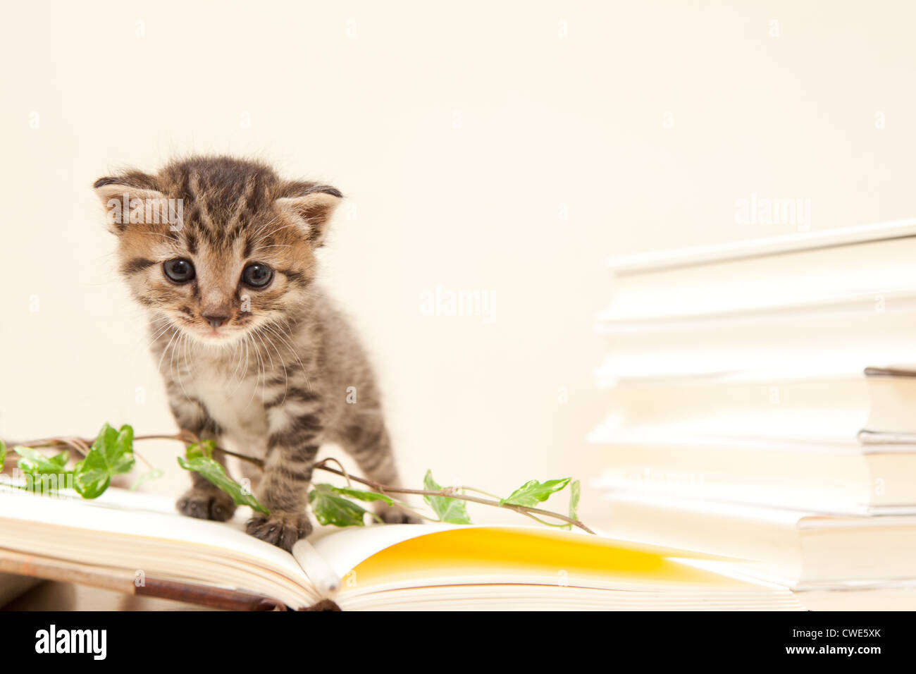 Domestic Cat At Open Book Beside Stack Of Books Stock Photo - Alamy