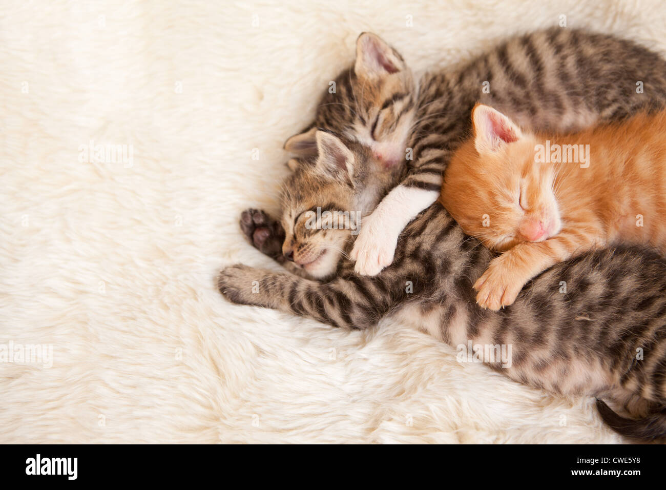 Cats Embracing While Sleeping Stock Photo - Alamy