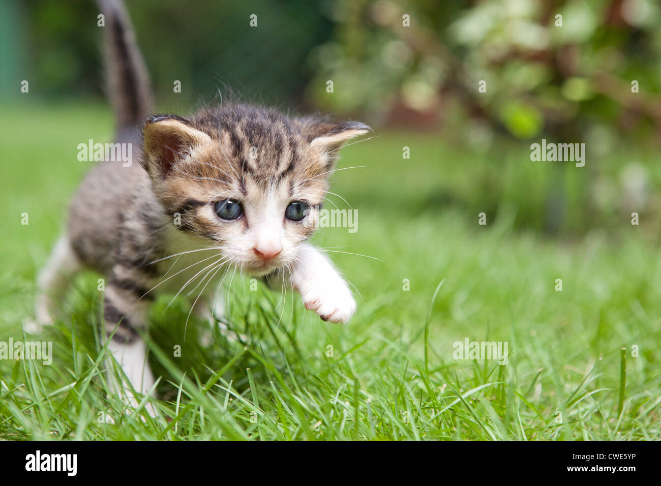 Cat Hunting For Food On Grass Stock Photo - Alamy