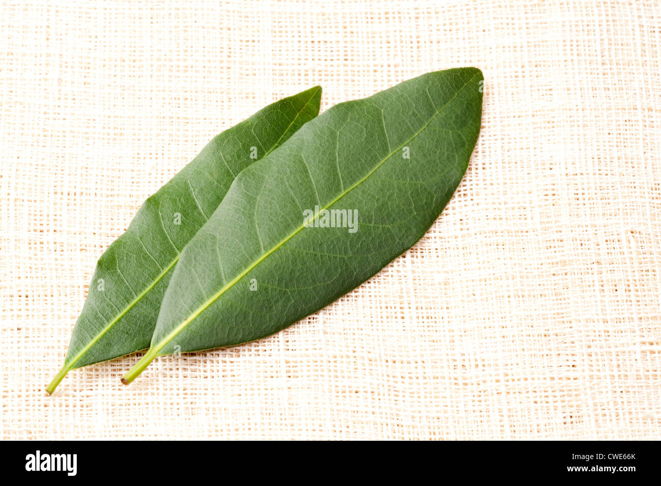 Two horizontal leaves hi-res stock photography and images - Alamy