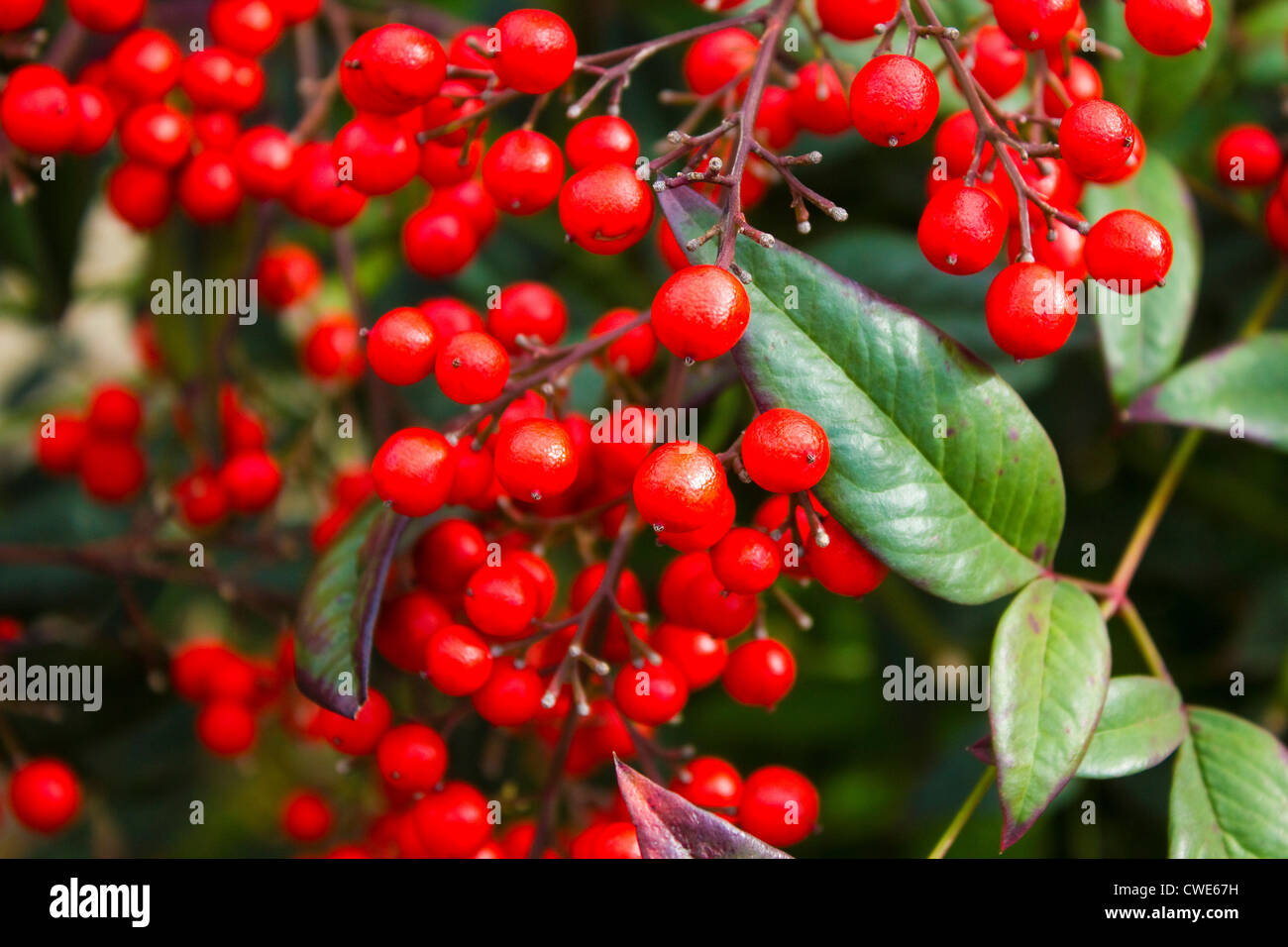 Close Up Of Red Berries On Branches Stock Photo - Alamy