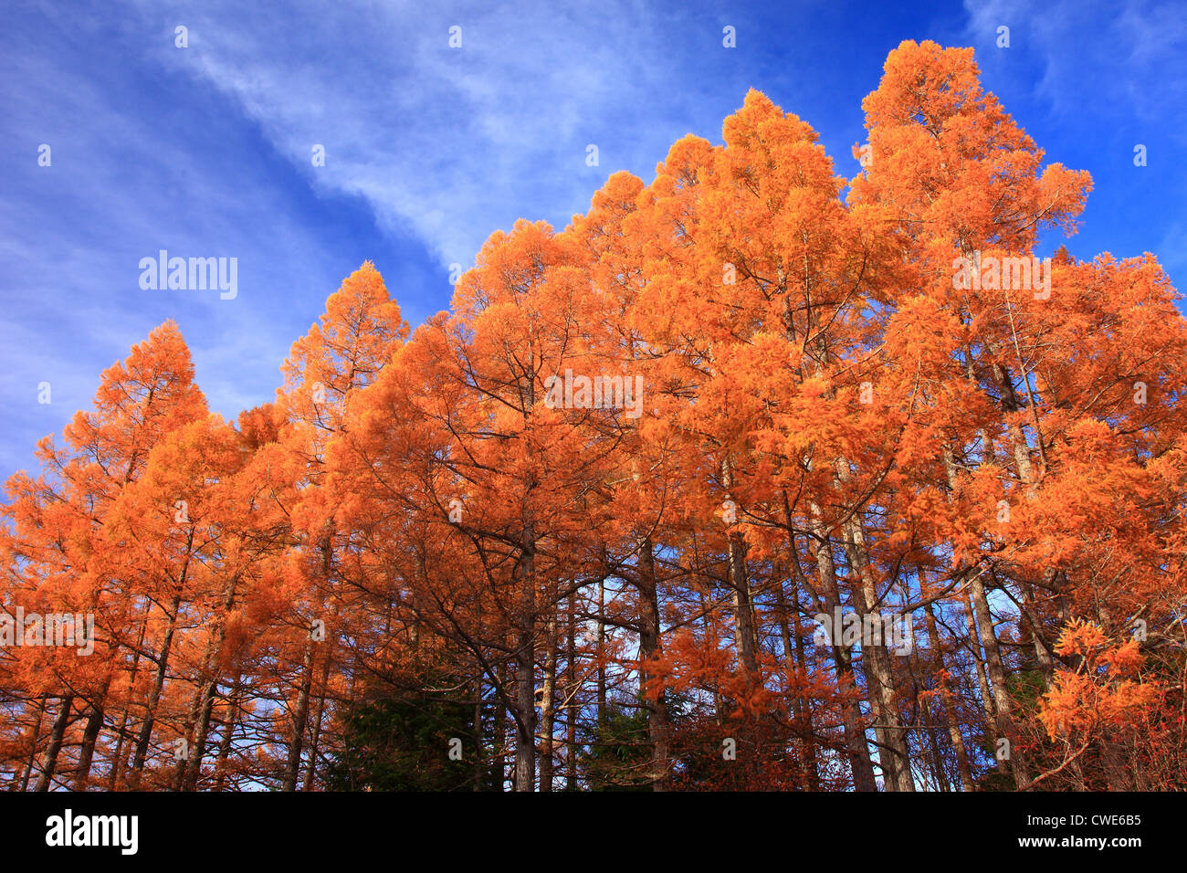 High tree treetop world hi-res stock photography and images - Alamy