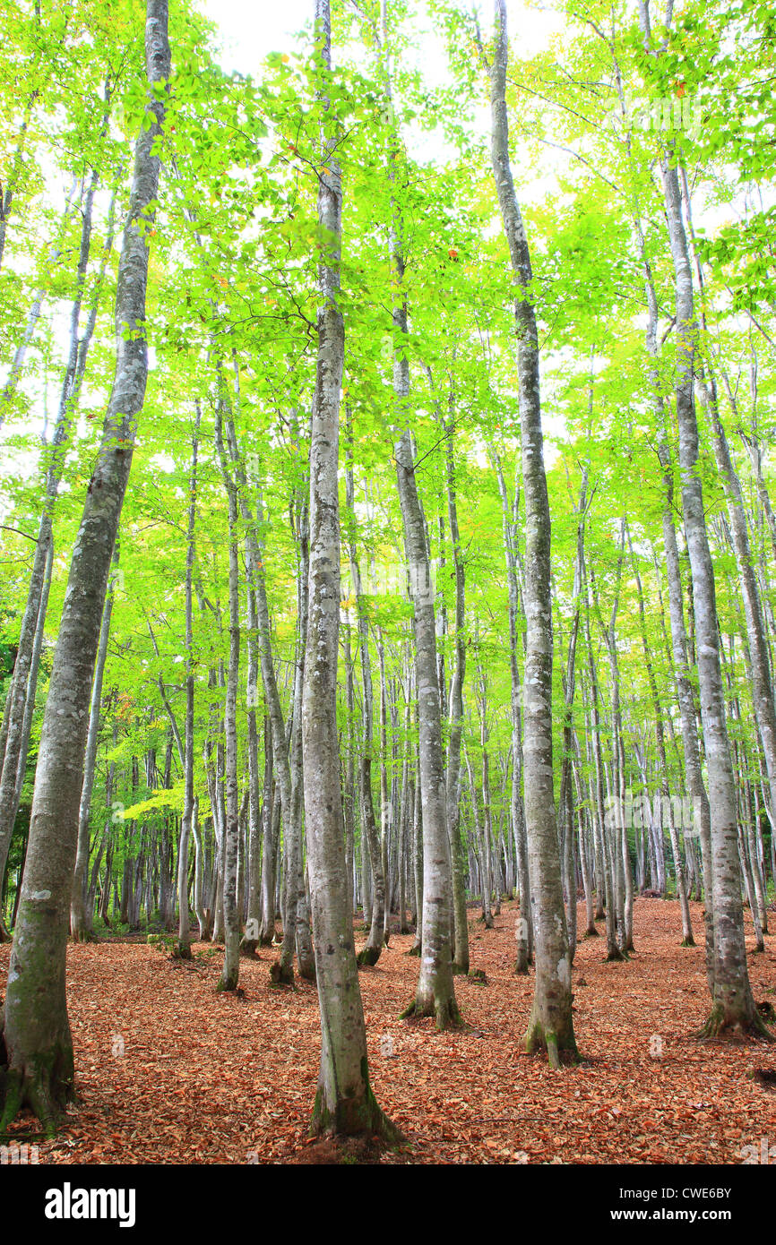 Tall Trees, View From Below Stock Photo - Alamy