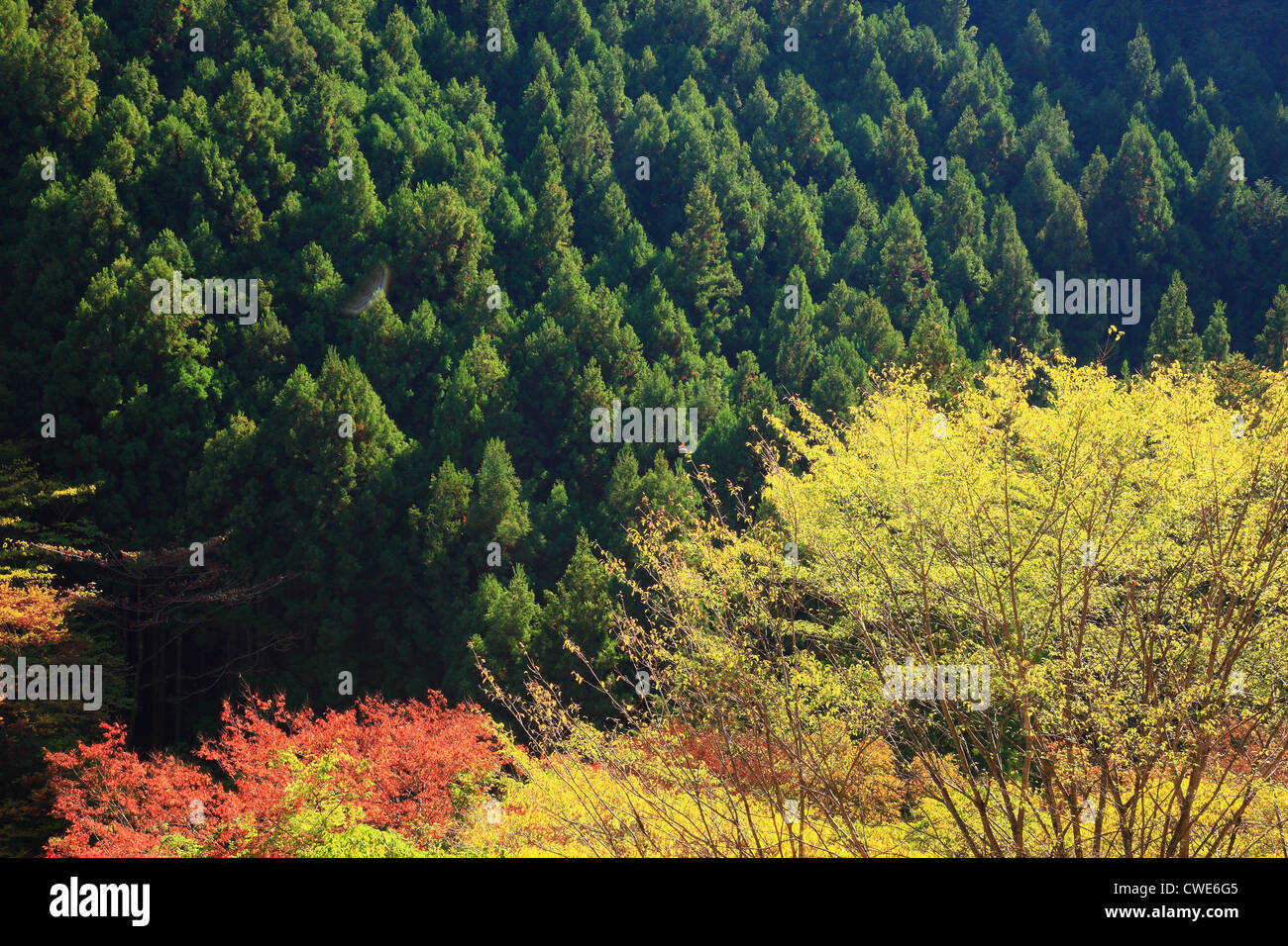 View from above the forest hi-res stock photography and images - Alamy