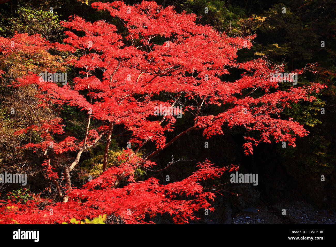 Red Autumn Trees Stock Photo - Alamy