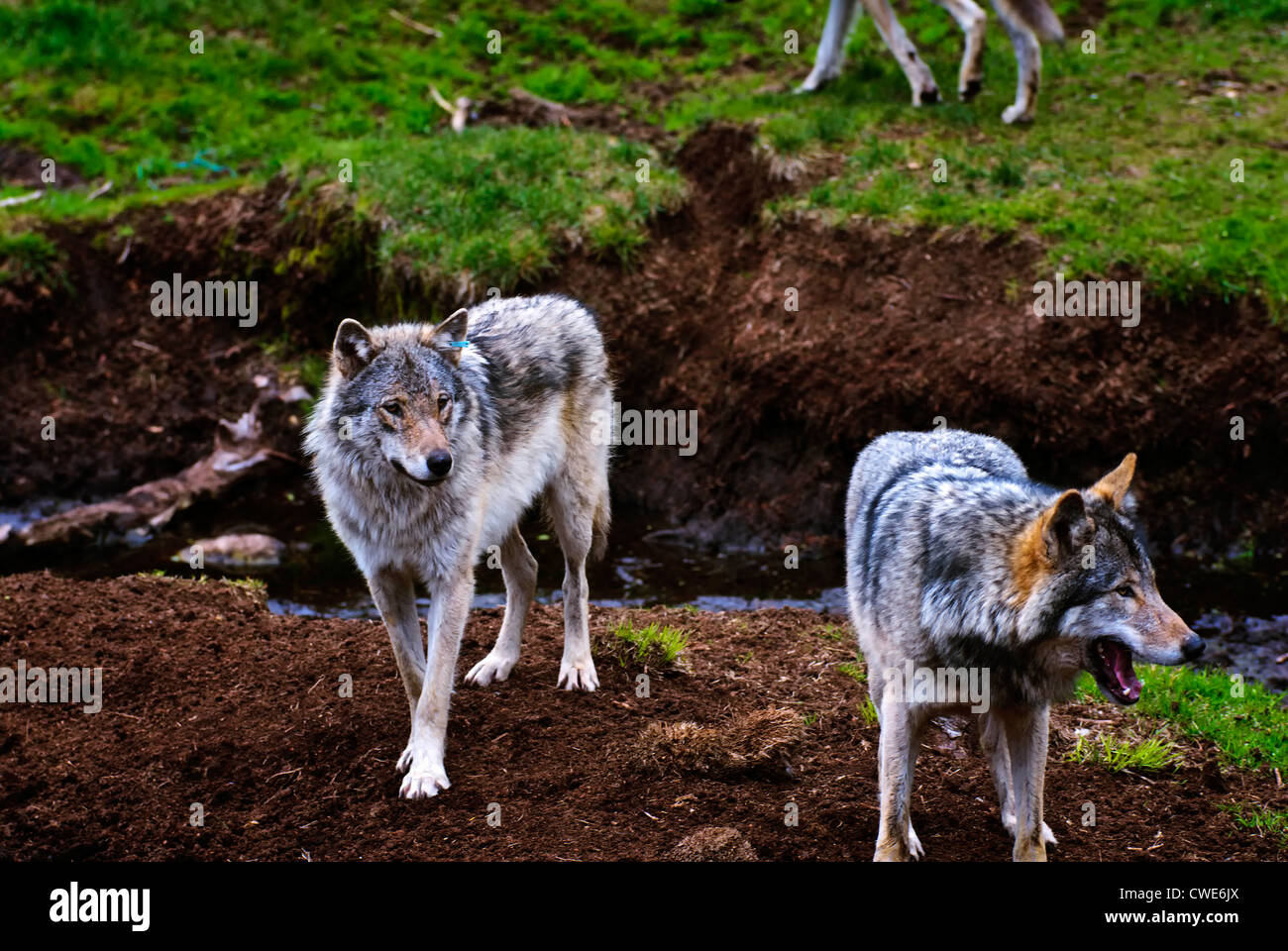 Common gray wolf hi-res stock photography and images - Alamy