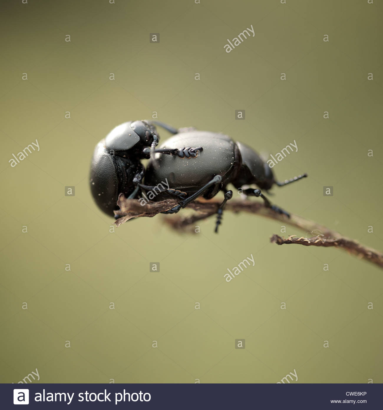 Black Beetle Stock Photos & Black Beetle Stock Images - Alamy