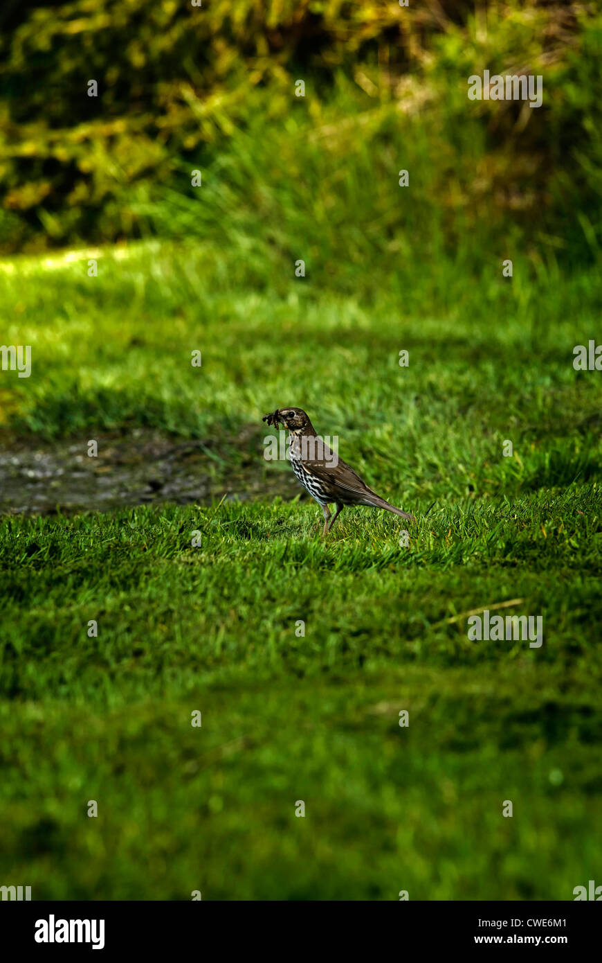 Thrush in flowers hi-res stock photography and images - Alamy