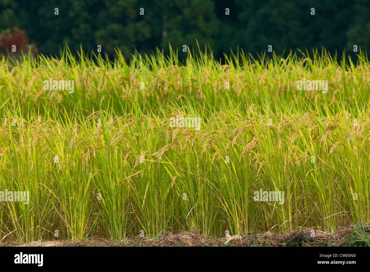 Rice In Field Stock Photo - Alamy