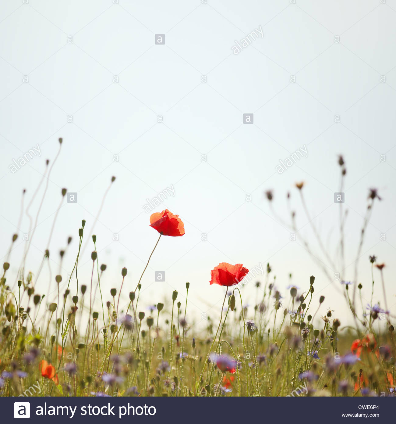 Poppy Flower Stock Photos & Poppy Flower Stock Images - Alamy