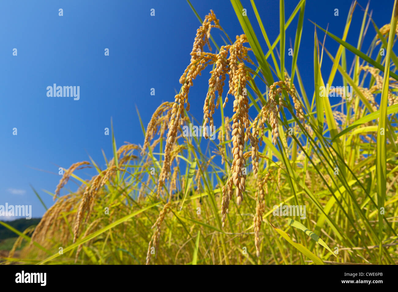 Rice crop hi-res stock photography and images - Alamy