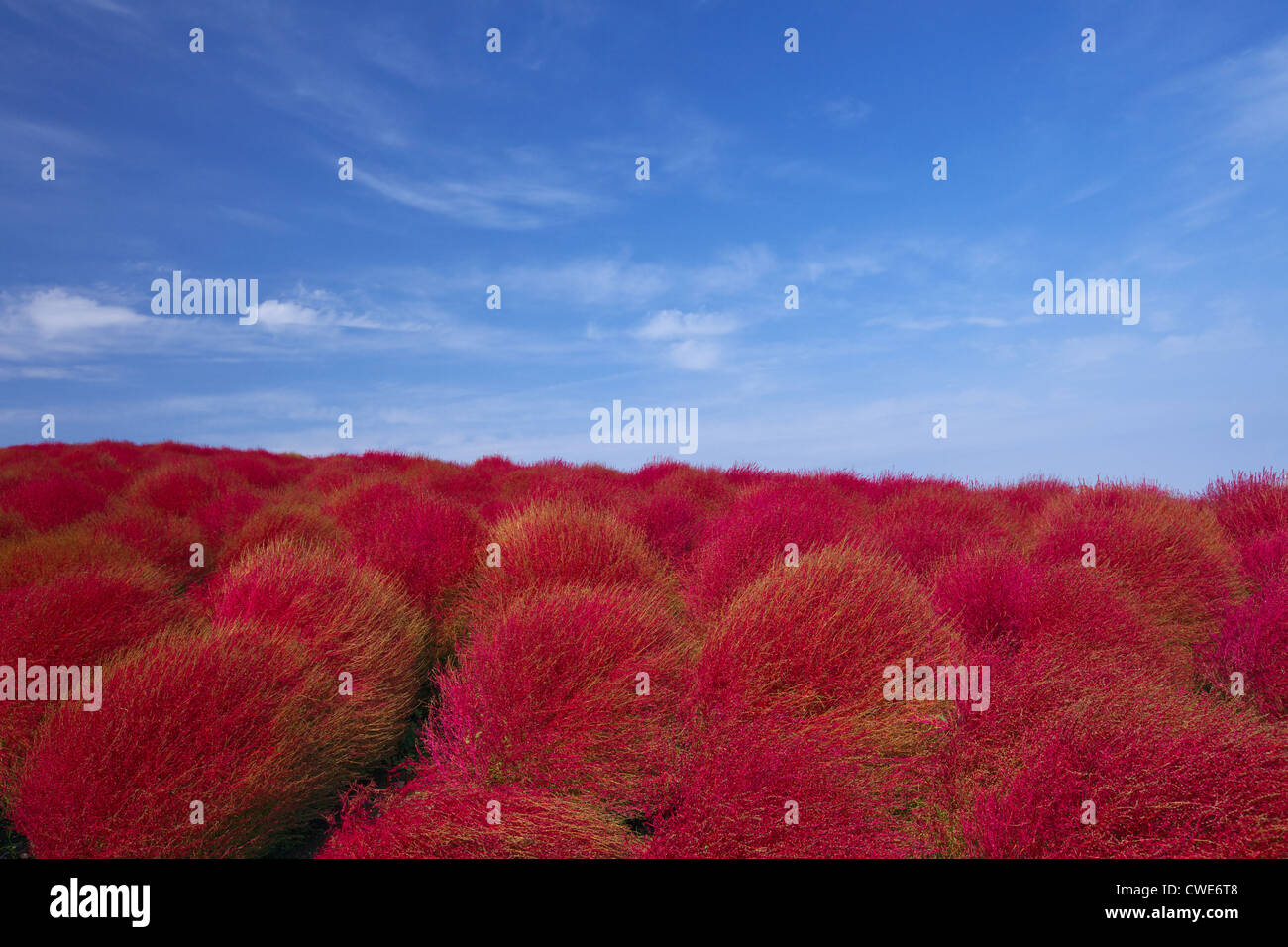 Kochia hi-res stock photography and images - Alamy