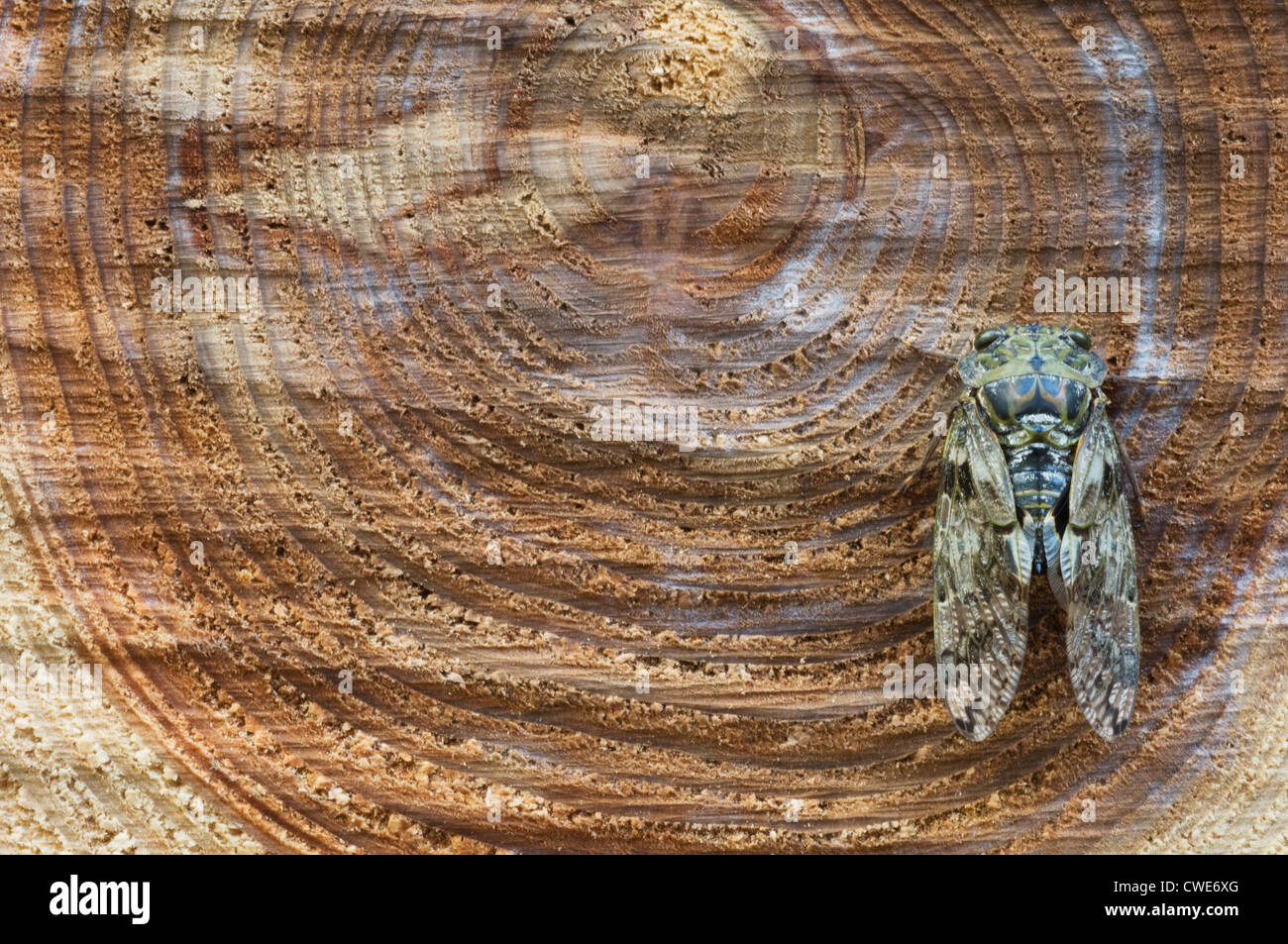 Fly Sitting On Log Stock Photo - Alamy