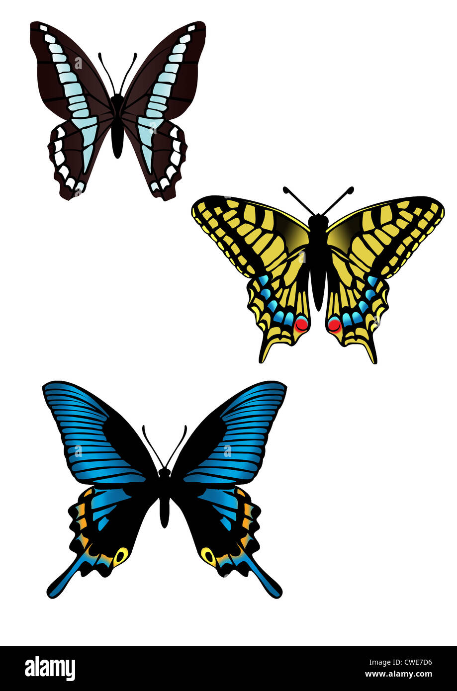 Close Up Of Multicolored Butterflies Stock Photo - Alamy