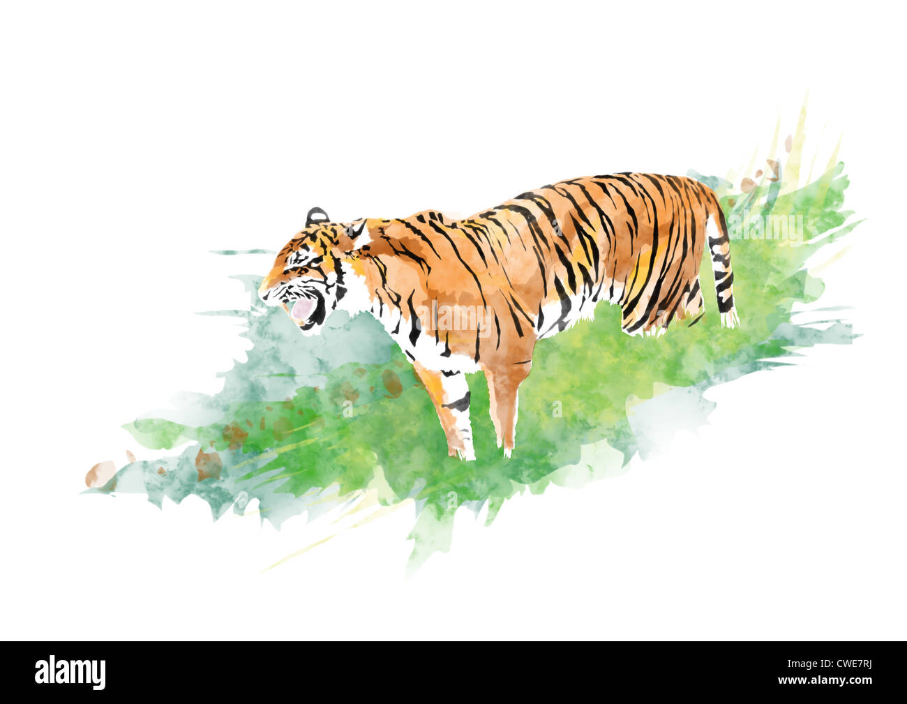 One animal tiger Cut Out Stock Images & Pictures - Alamy