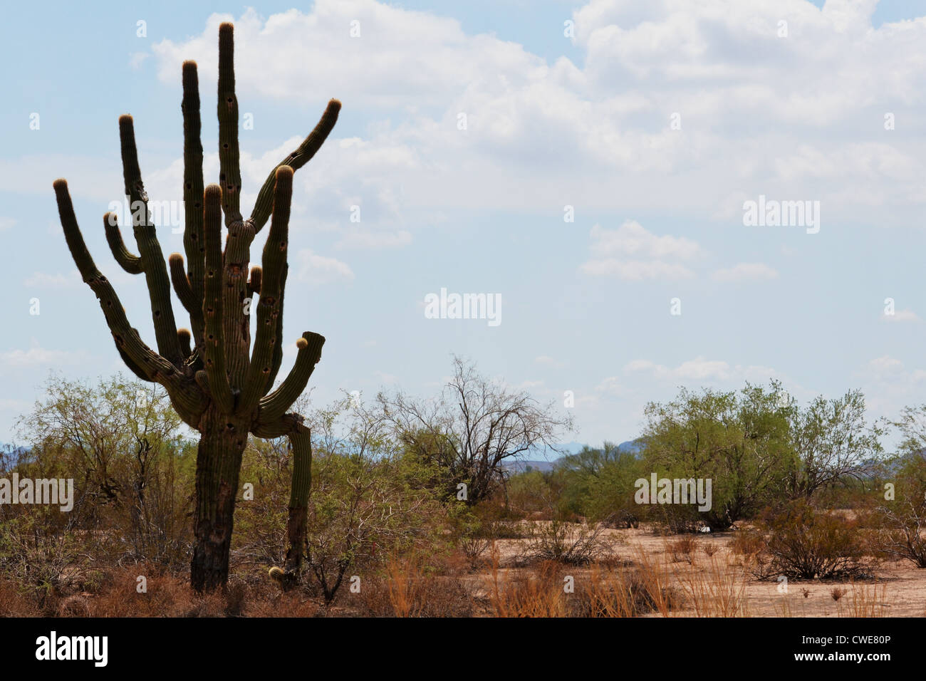 Lone Cactus in the Desert Stock Photo - Alamy