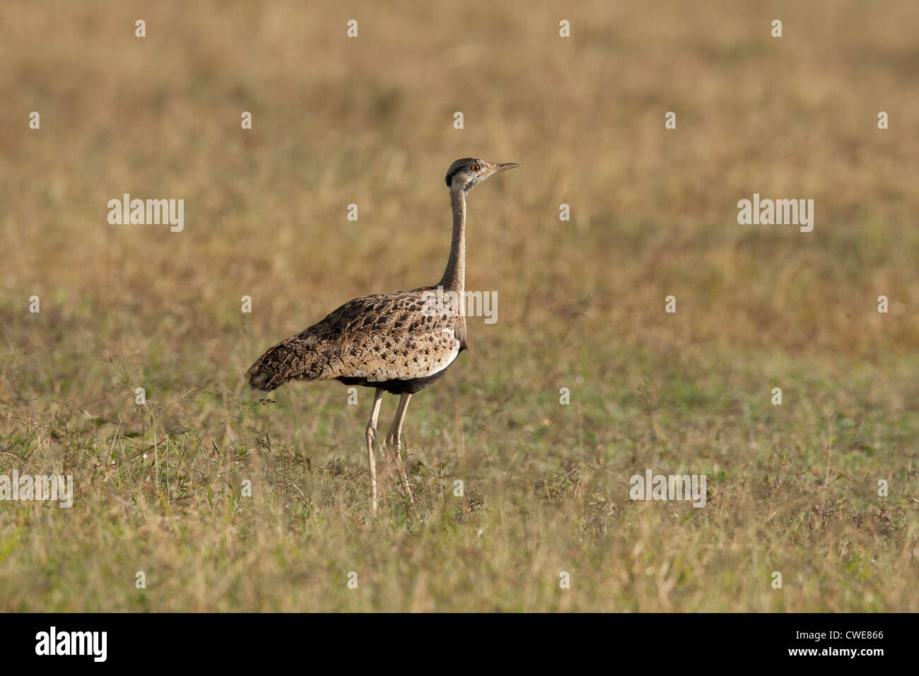 Black bellied Bustard at the Ol Pajeta Conservancy Stock Photo - Alamy
