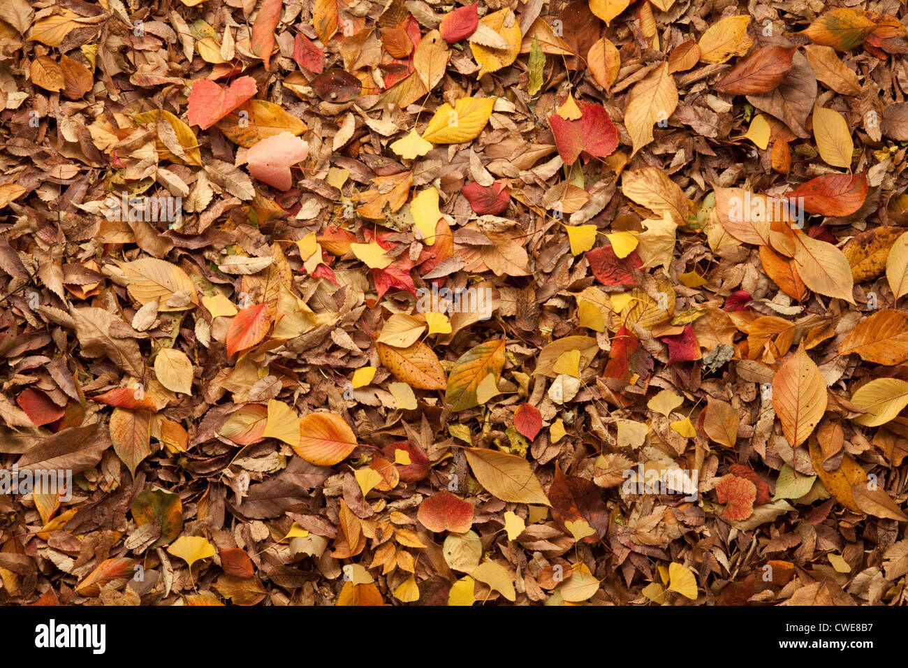 Many fallen leaves hi-res stock photography and images - Alamy