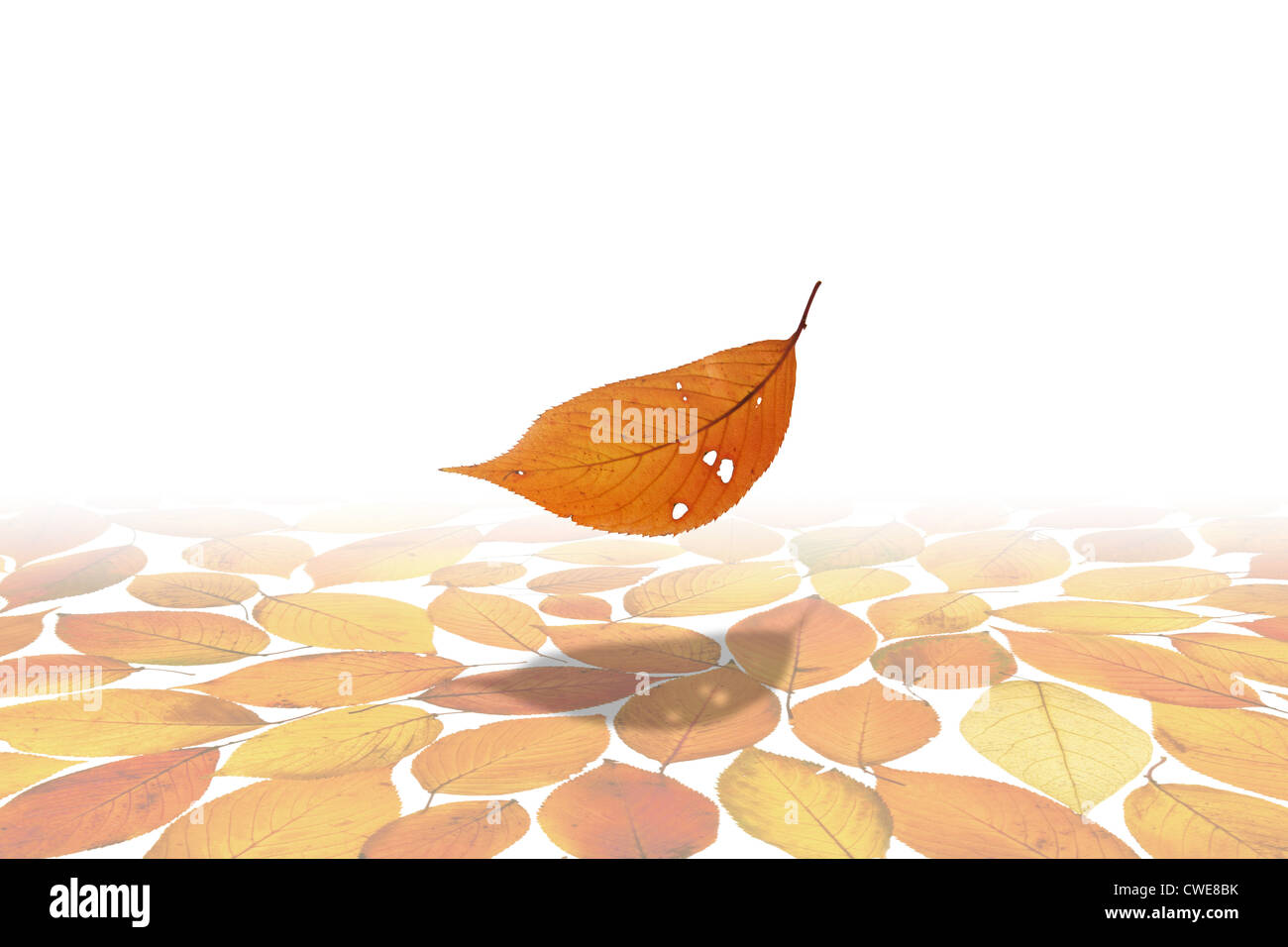 Fall leaf floating hi-res stock photography and images - Alamy
