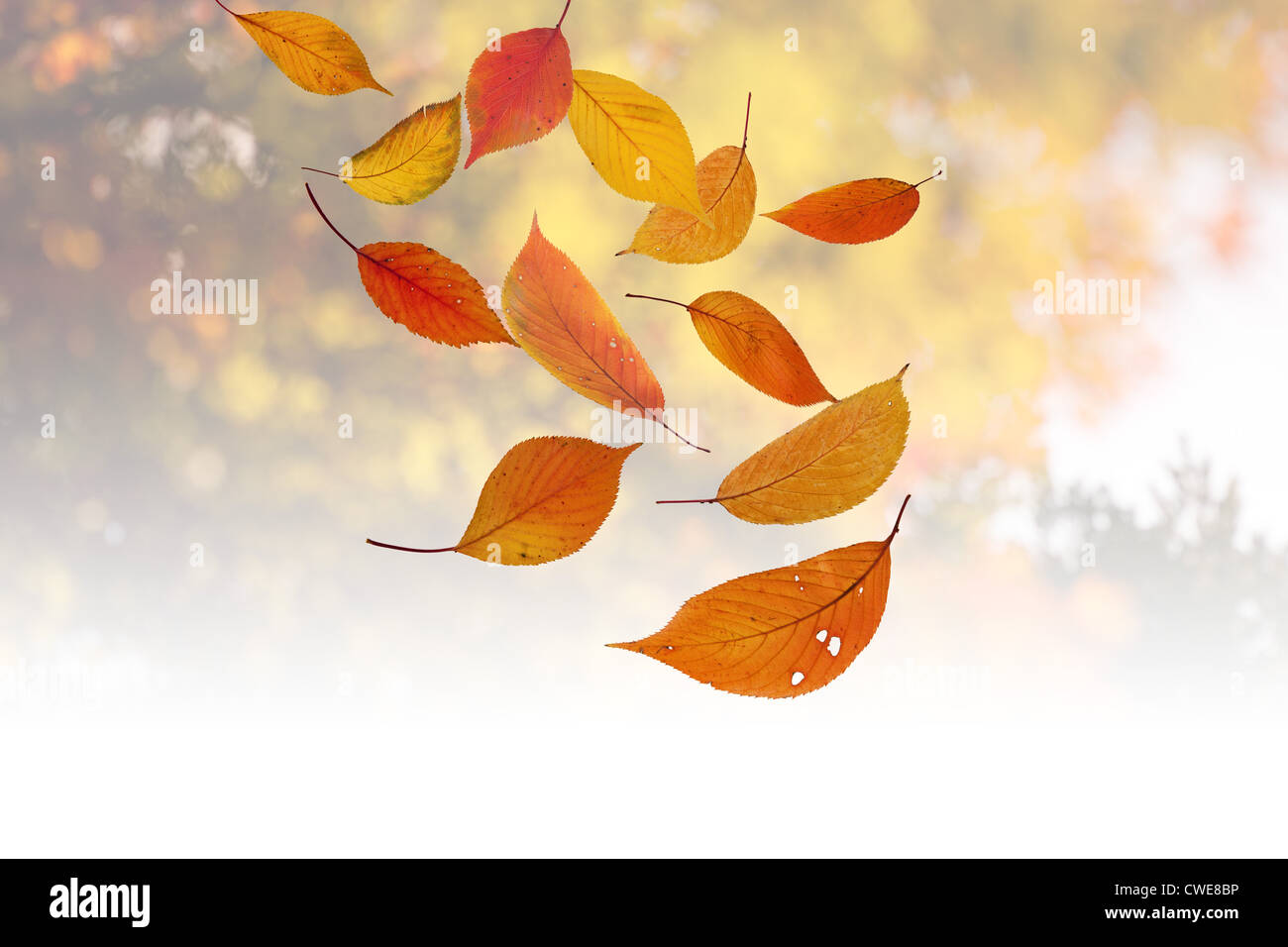 Floating Autumn Leaves, Mid-Air Stock Photo - Alamy